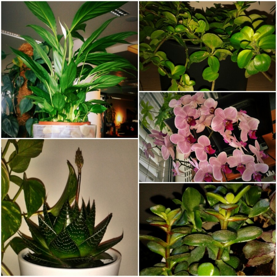 Biljke u uredu - kako nam pomažu i kako ih odabrati i njegovati ...