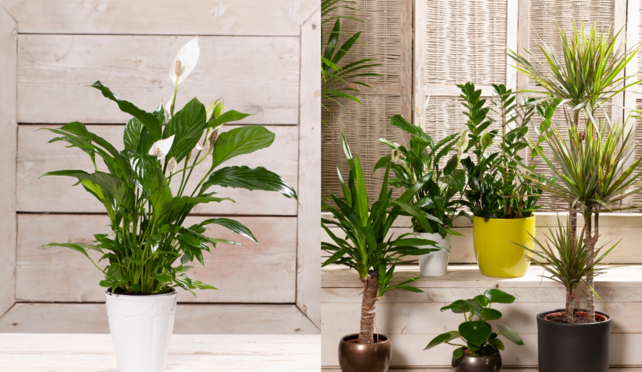 Uljepšajte svoj ured s ovih 5 biljaka koje potiču uspjeh - Women in Adria