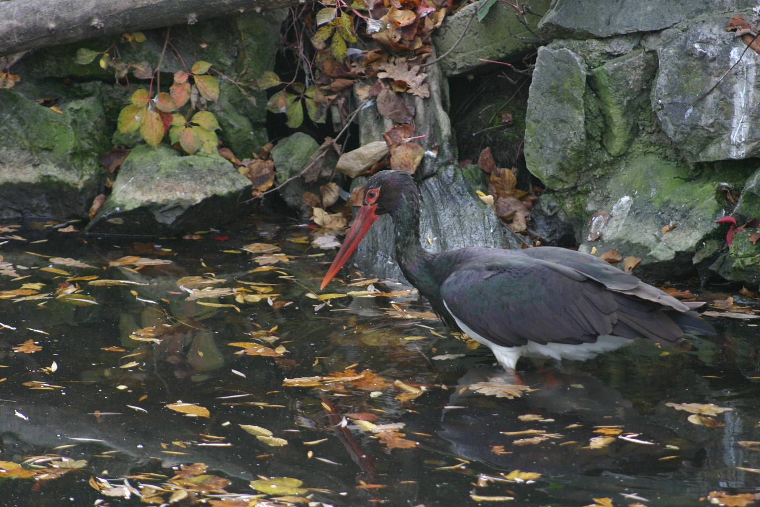 Crna roda - Women in Adria