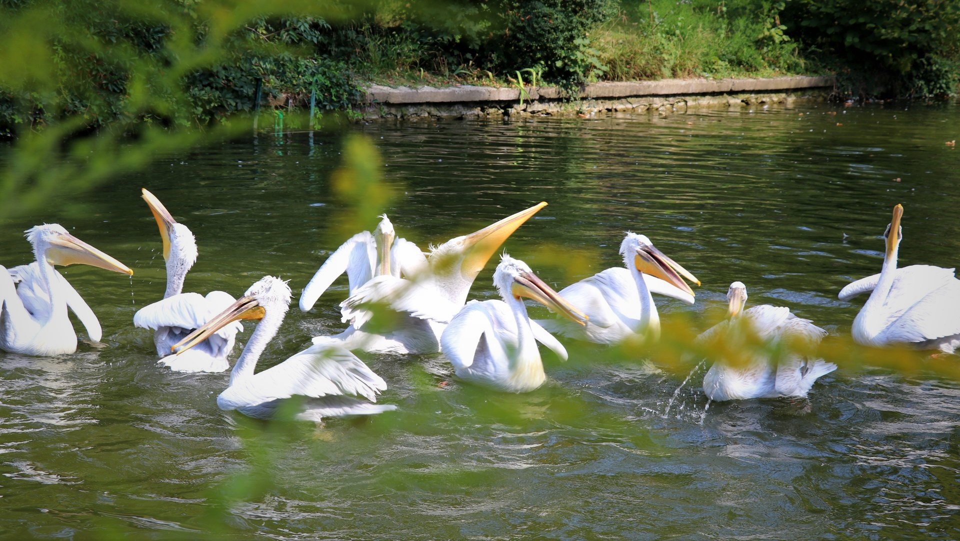 Dalmatinski pelikani - Women in Adria