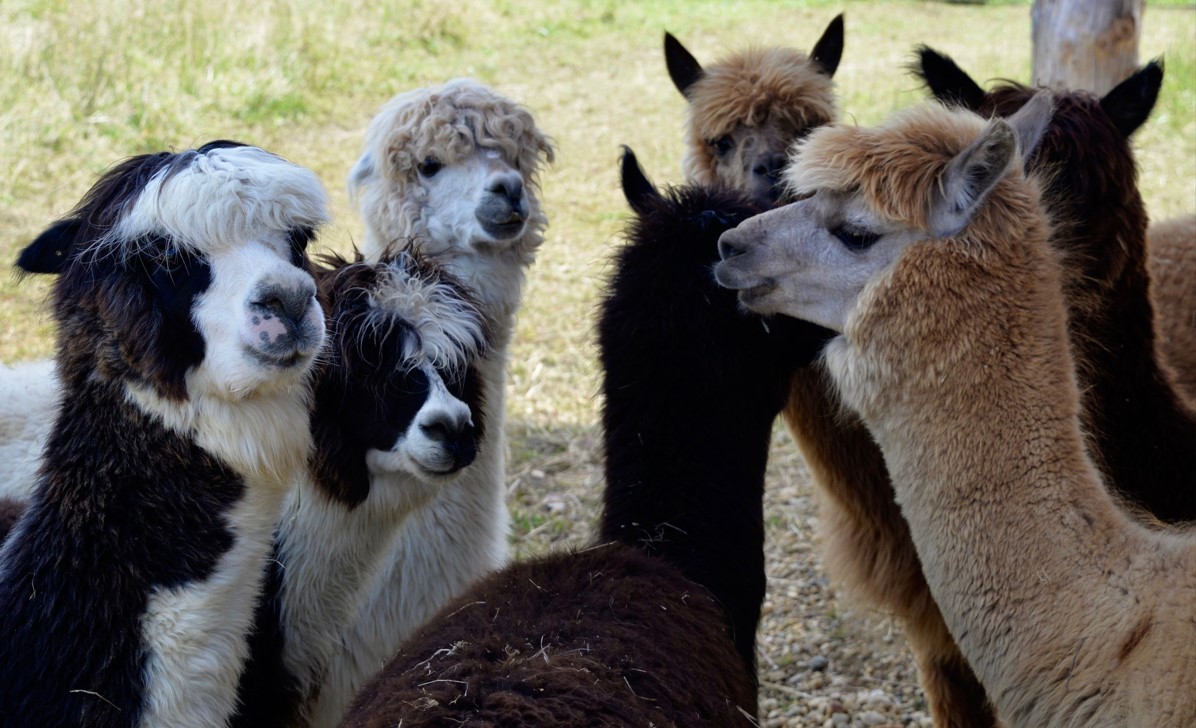 Pomazite alpake u Hrvatskoj! Imamo i mi svoju farmu