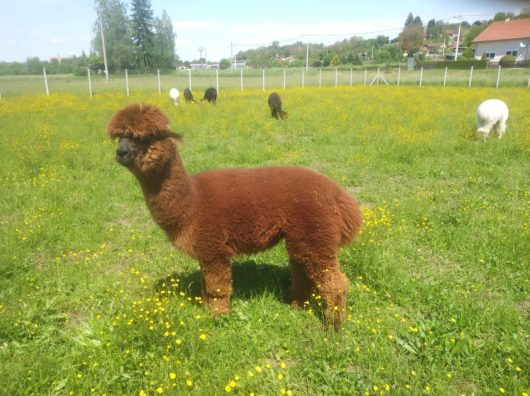 Pomazite alpake u Hrvatskoj! Imamo i mi svoju farmu