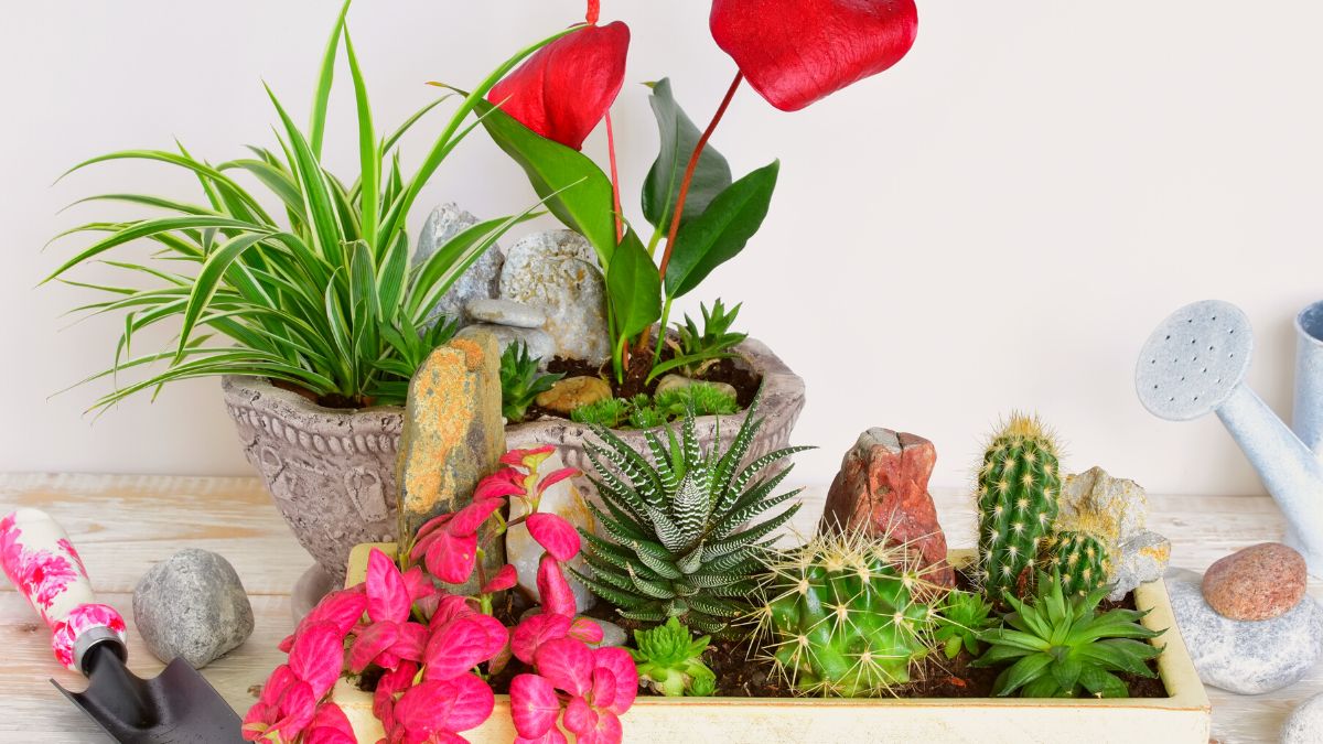 Sobno cvijeće koje se lako održava, a učinit će kuću domom