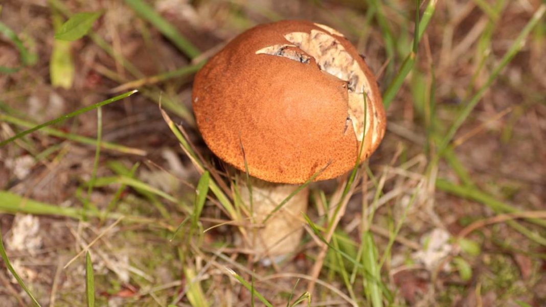 Ove jestive gljive možete ubrati u Hrvatskoj, ali - uz oprez