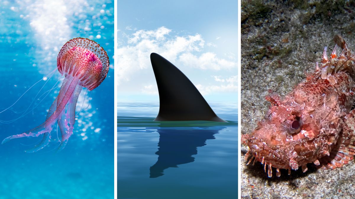 Bojite se morskih pasa? Oni su ništa naspram ovih životinja u Jadranu