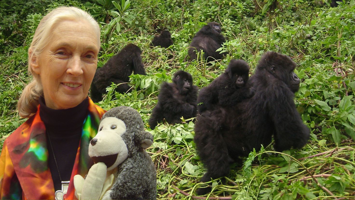 Sjećanje na J. Goodall: "Možda imamo briljantne mozgove, no inteligentna bića ne uništavaju ...